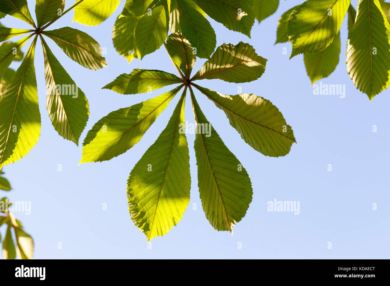 Young conker tree hi-res stock photography and images - Alamy