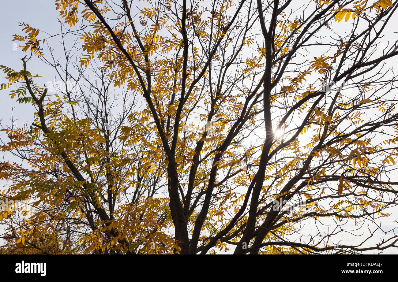 Rowantree hi-res stock photography and images - Alamy