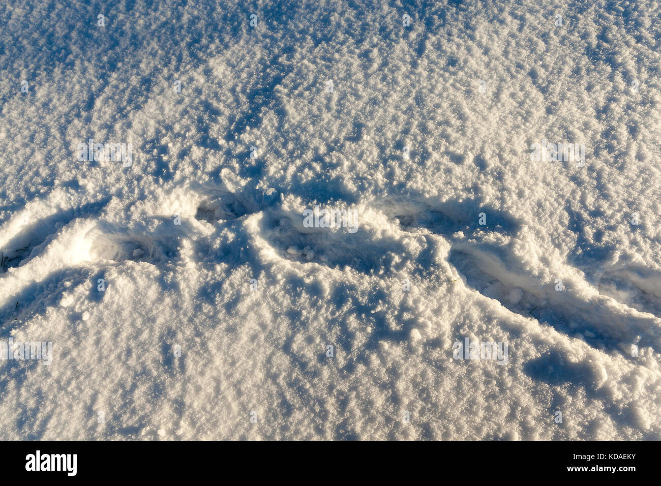 tracks in the snow Stock Photo - Alamy