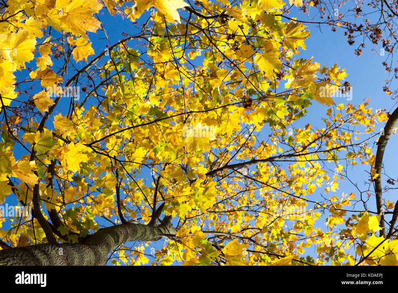 Maple tree avenue hi-res stock photography and images - Alamy
