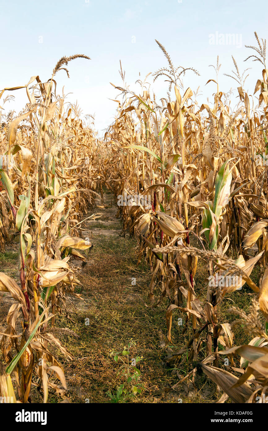 Dry fruit business hi-res stock photography and images - Alamy