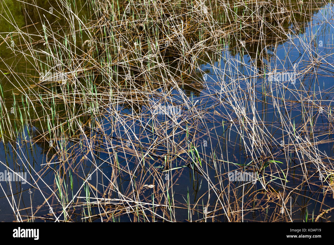 Dry swamp grass Stock Photo - Alamy