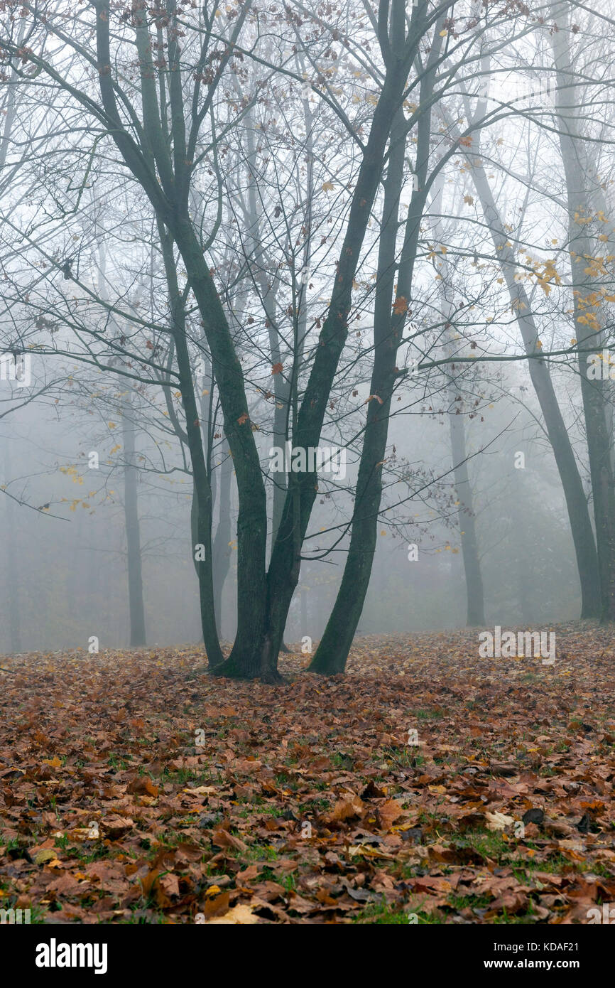 Fog in autumn season Stock Photo - Alamy