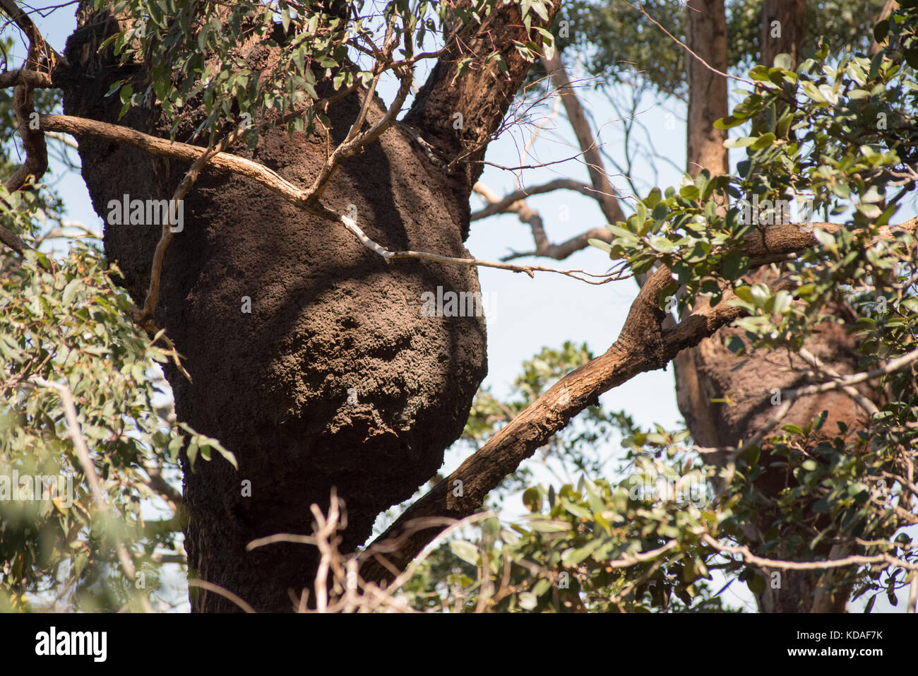 Termite mound in tree, Australia Stock Photo - Alamy