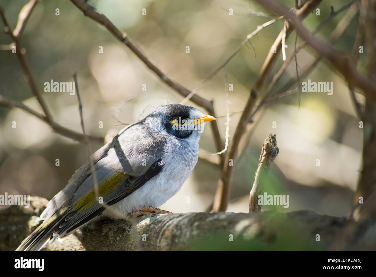 Juvenile Australian Noisy Miner bird Stock Photo - Alamy