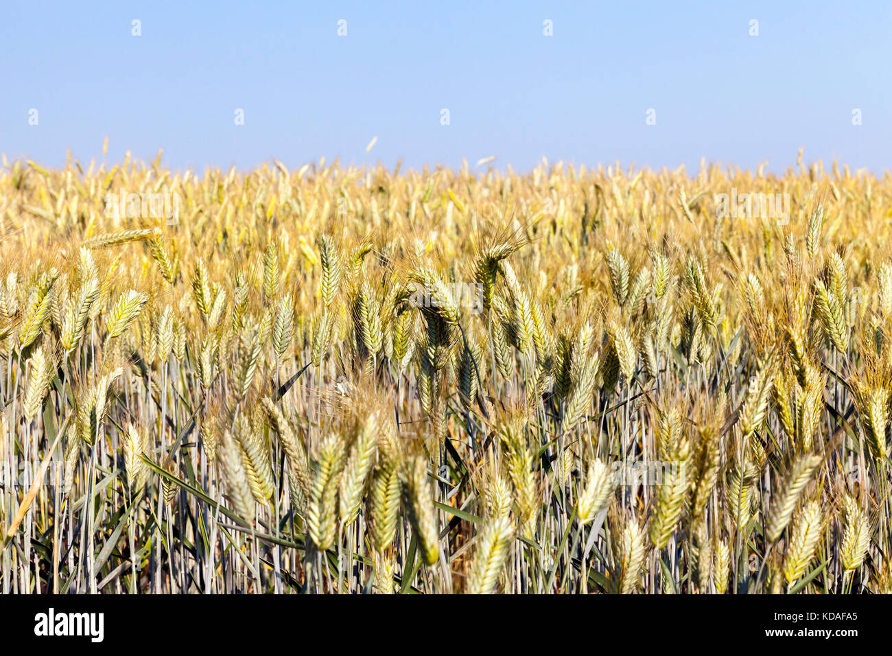 Colors of ripe corn field hi-res stock photography and images - Alamy
