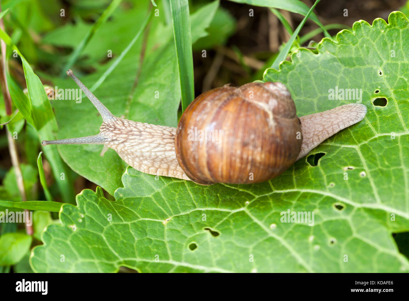 Snail macro detail photo summer outdoor hi-res stock photography and ...
