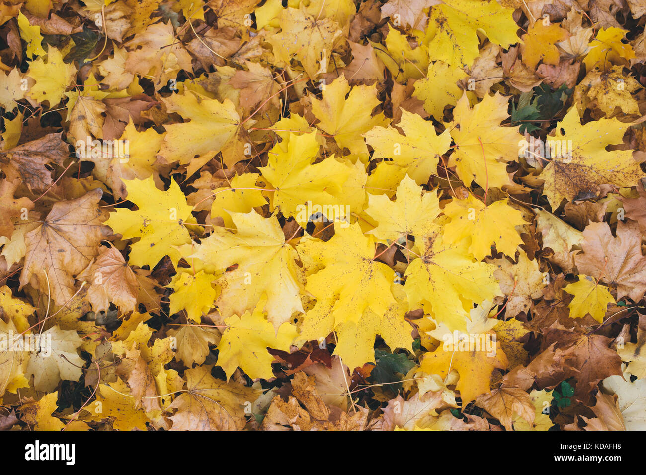 Fallen maple leaves, autumn season colorful background Stock Photo - Alamy