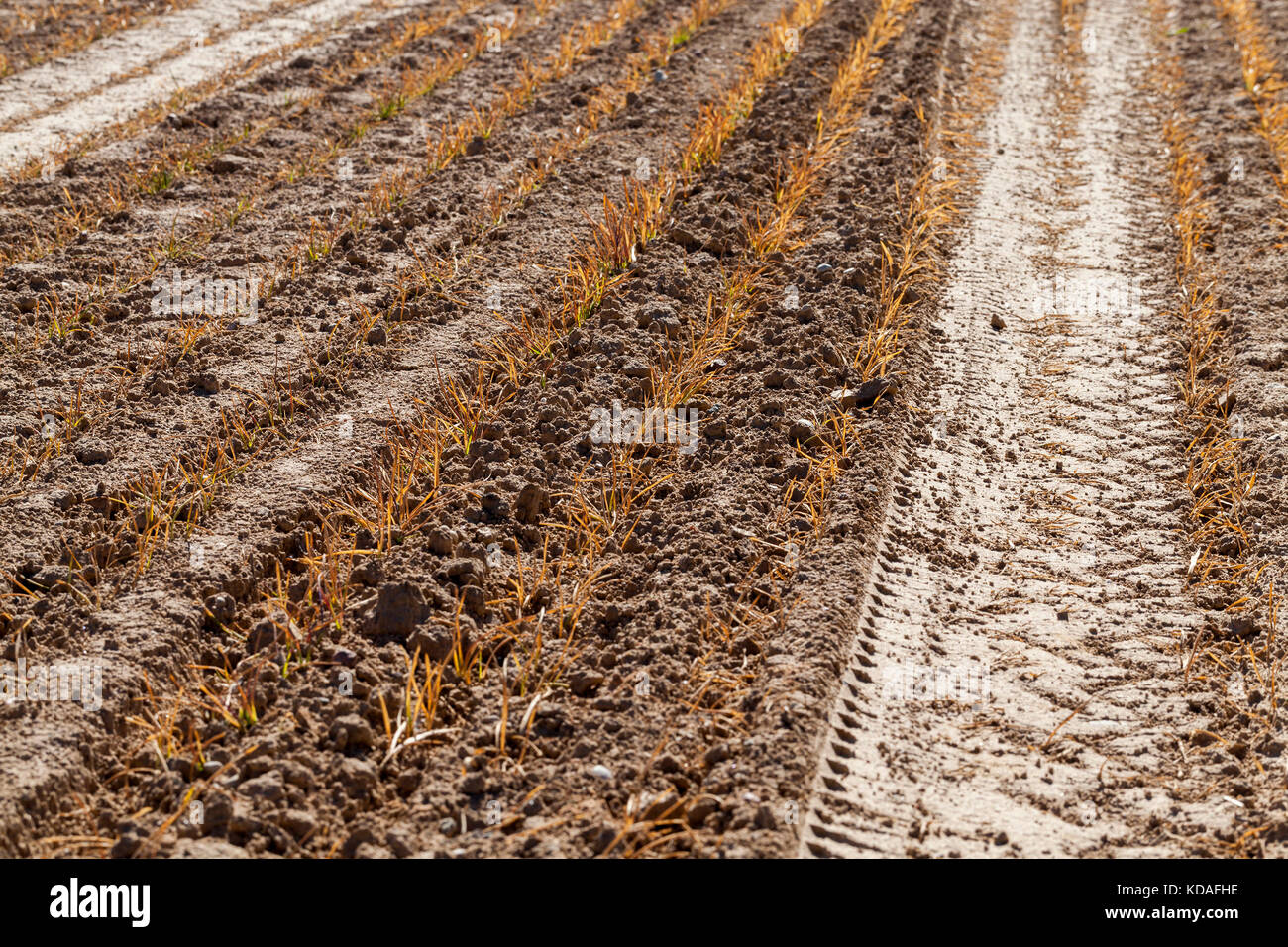 yellow cereal sprouts of wheat Stock Photo - Alamy