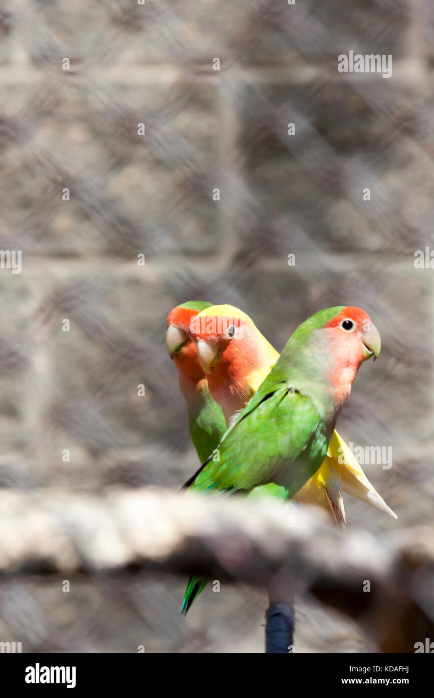 Three lovers hi-res stock photography and images - Alamy