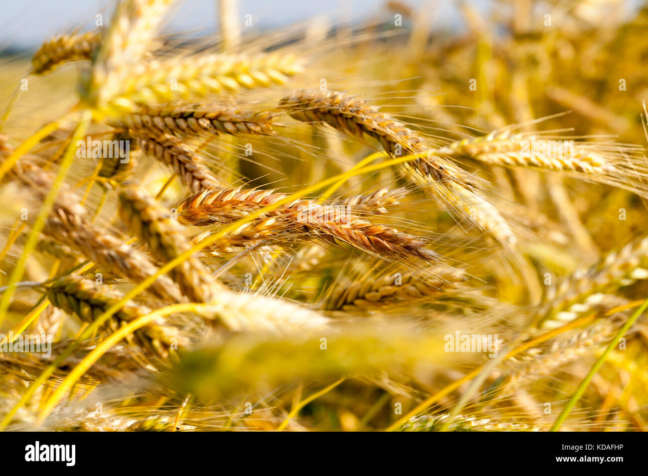 Corn spike hi-res stock photography and images - Alamy