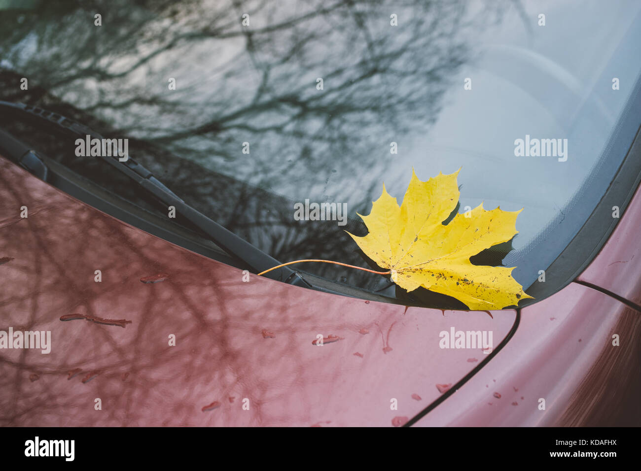 Fallen yellow maple leaf on the windshield of the car, autumn scene ...