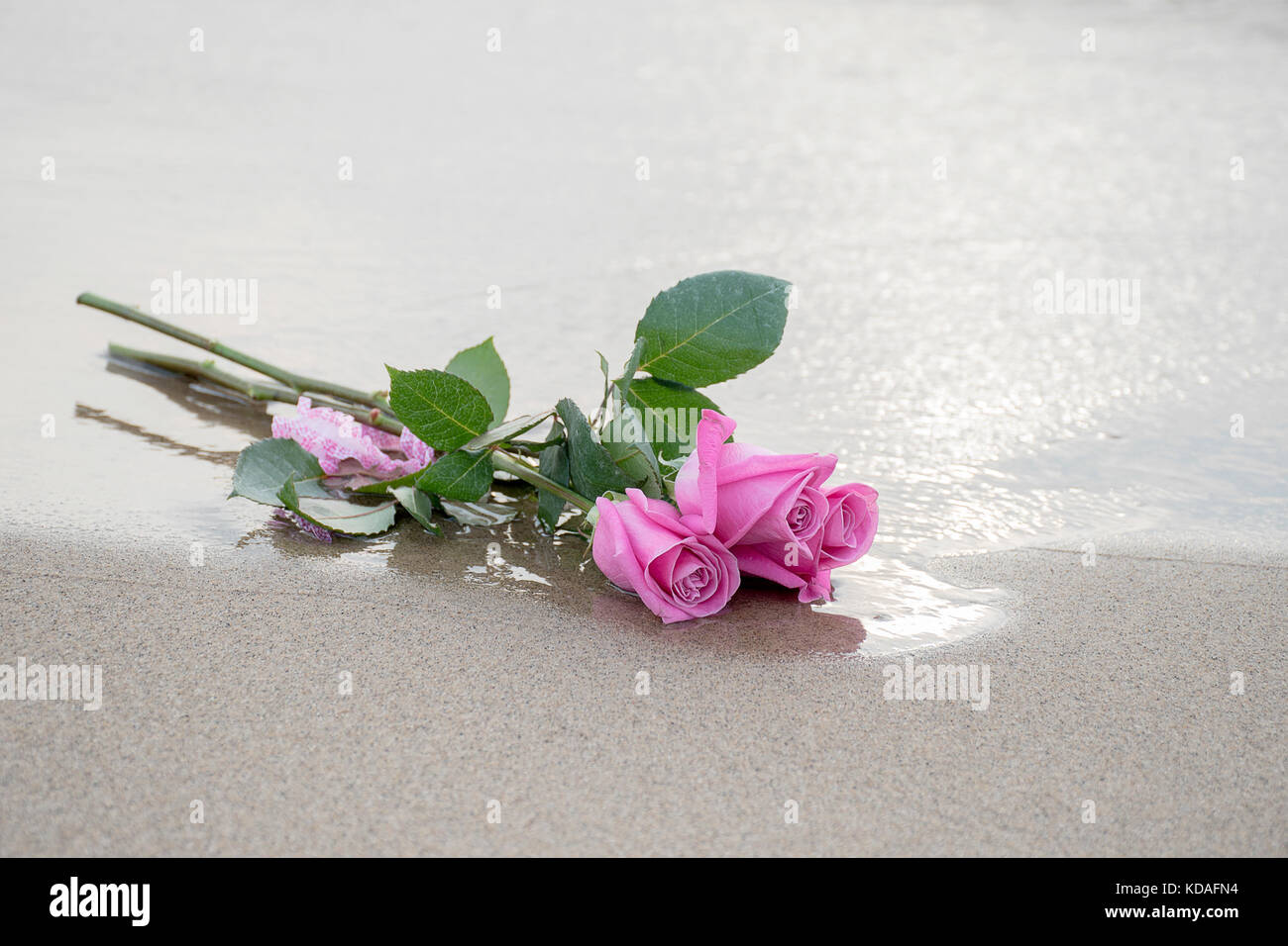 pink roses on with ribbon on wet beach sand Stock Photo - Alamy