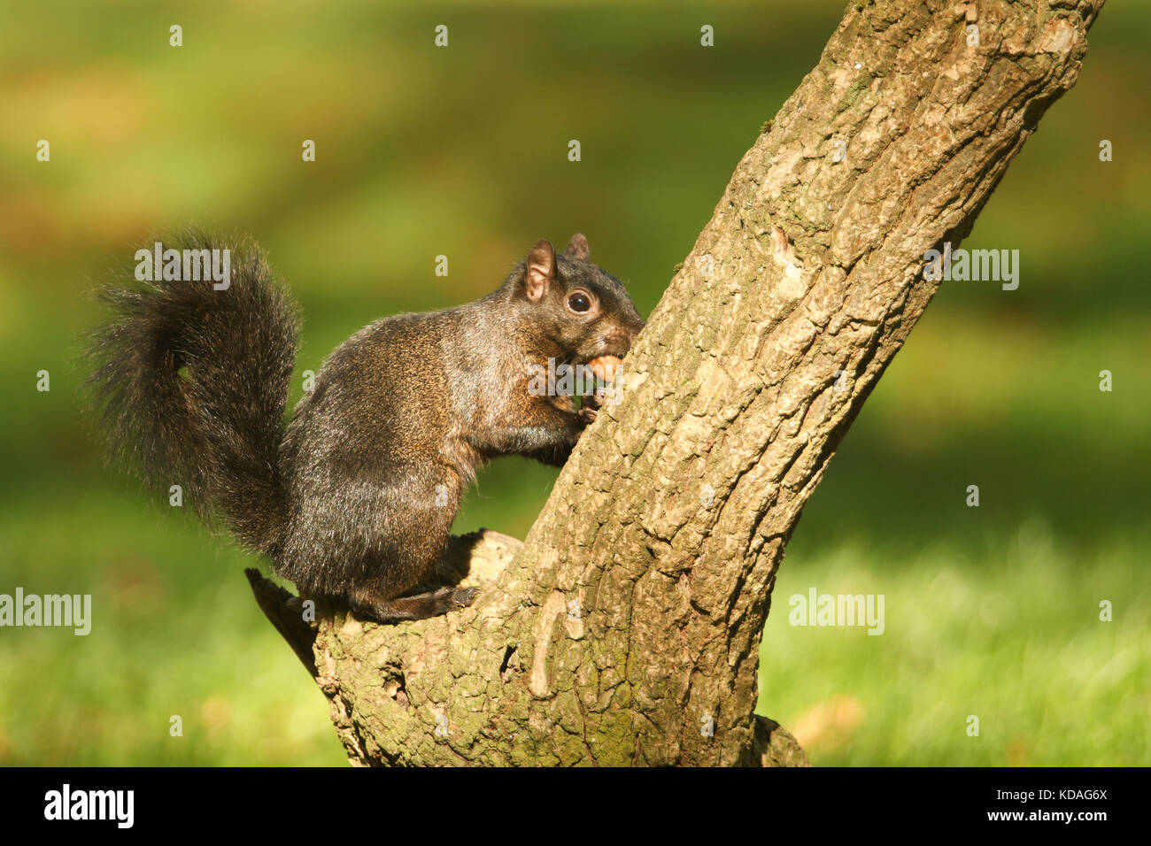 A rare Black Squirrel (Scirius carolinensis) sitting on the side of a ...