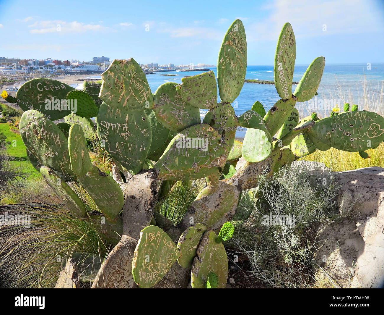 Graffiti on cactus hi-res stock photography and images - Alamy