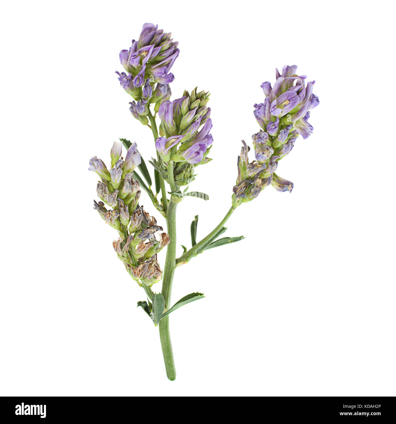Alfaalfa herb with flower isolated on white background Stock Photo - Alamy