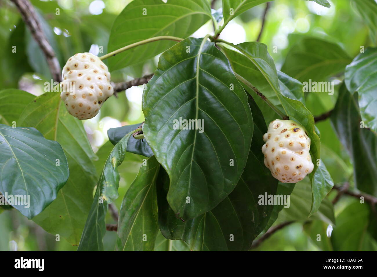 Noni (Morinda citrifolia) fruit, Punta Uva, Puerto Viejo de Talamanca ...