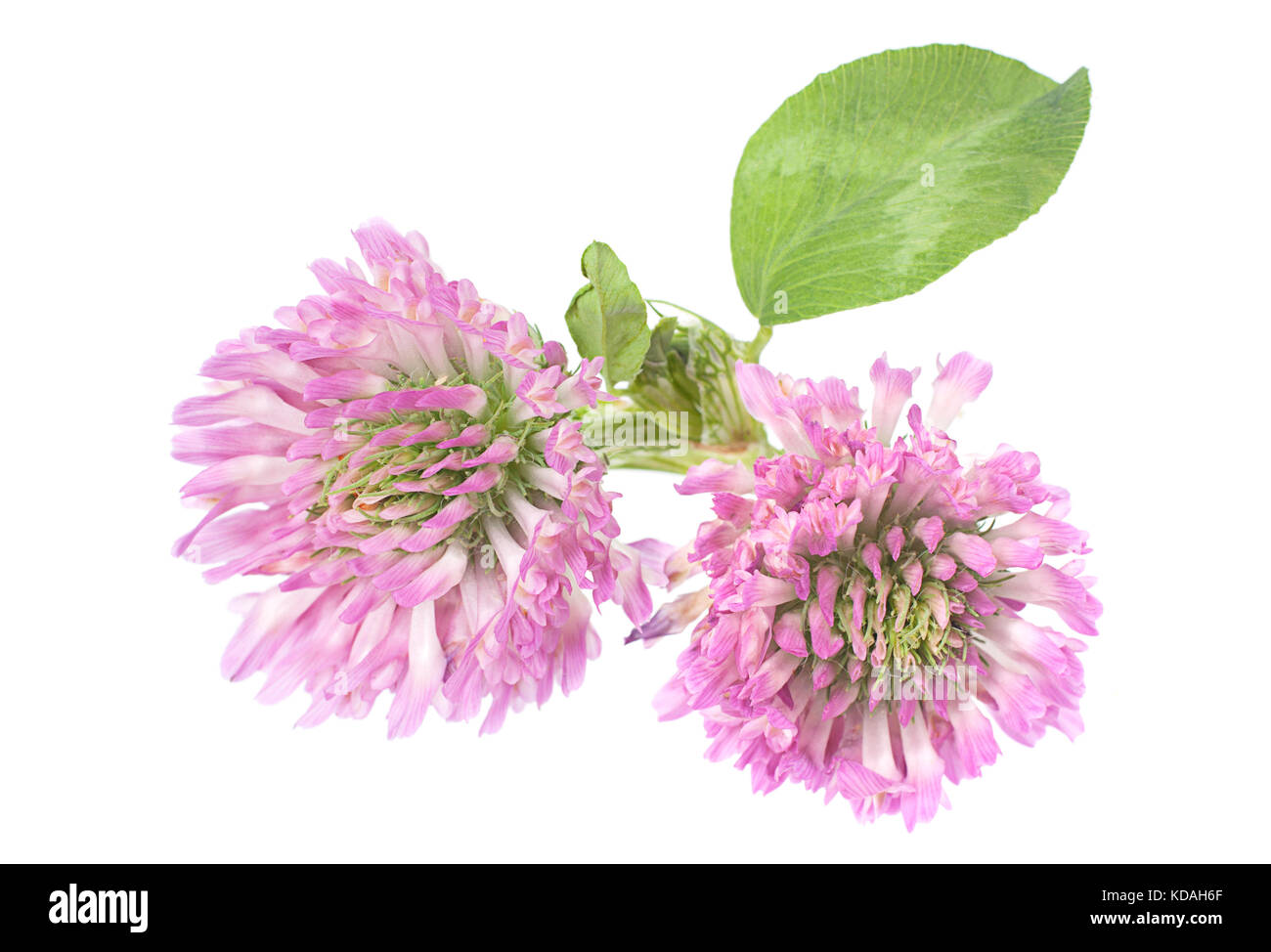 Alfaalfa herb with flower isolated on white background Stock Photo - Alamy