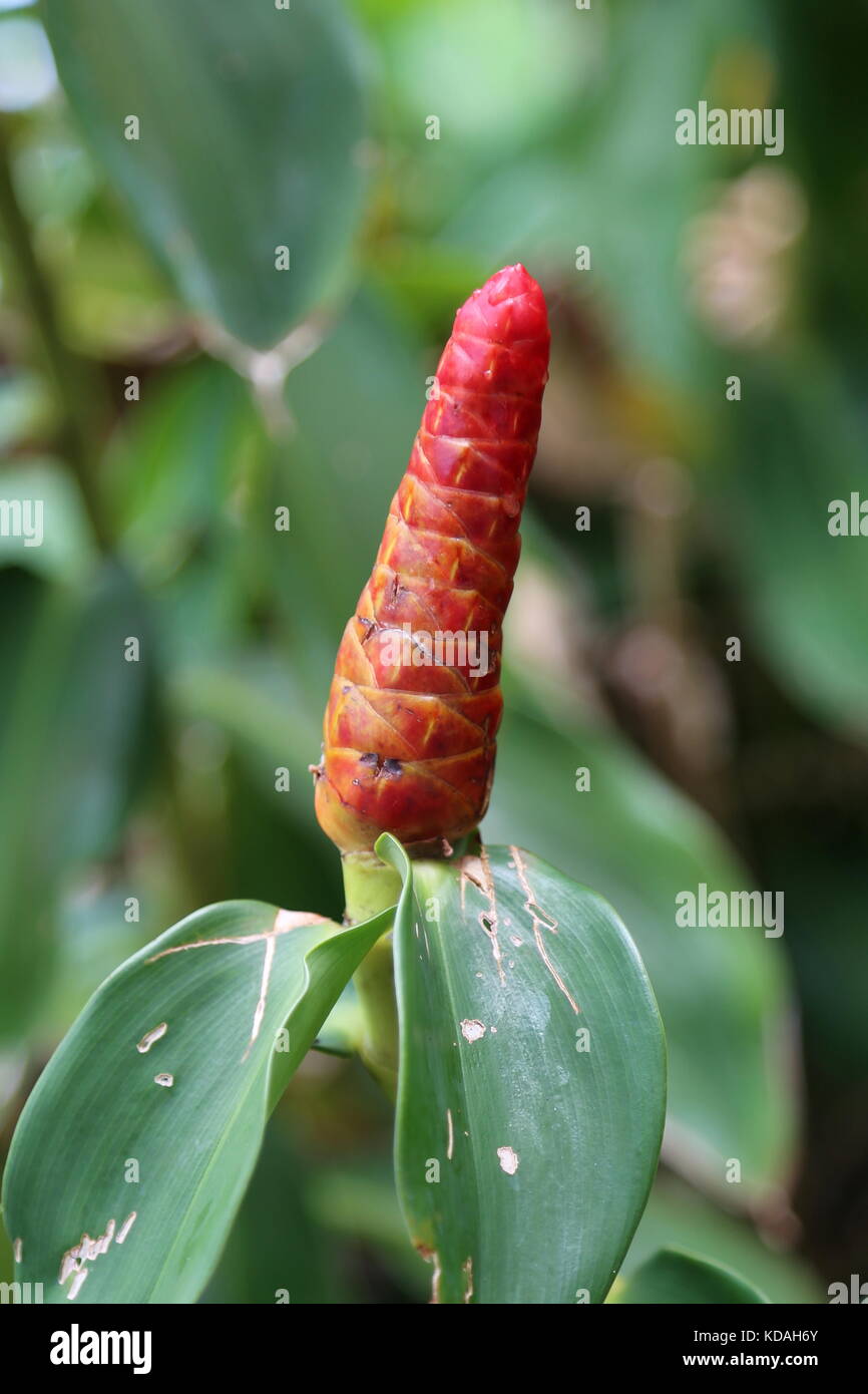 Red Button Ginger (Costus woodsonii), Punta Uva, Puerto Viejo de ...