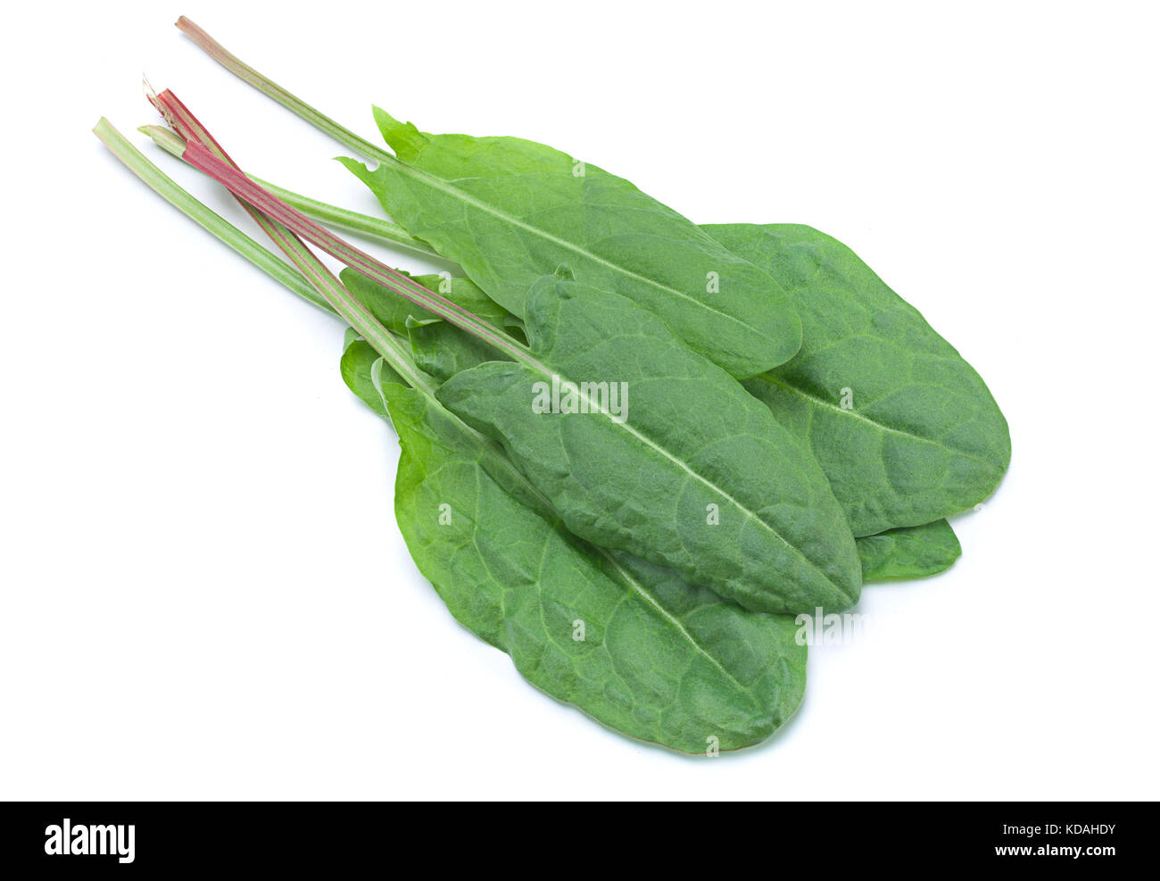 Sorrel vegetable leaf closeup isolated on white Stock Photo - Alamy