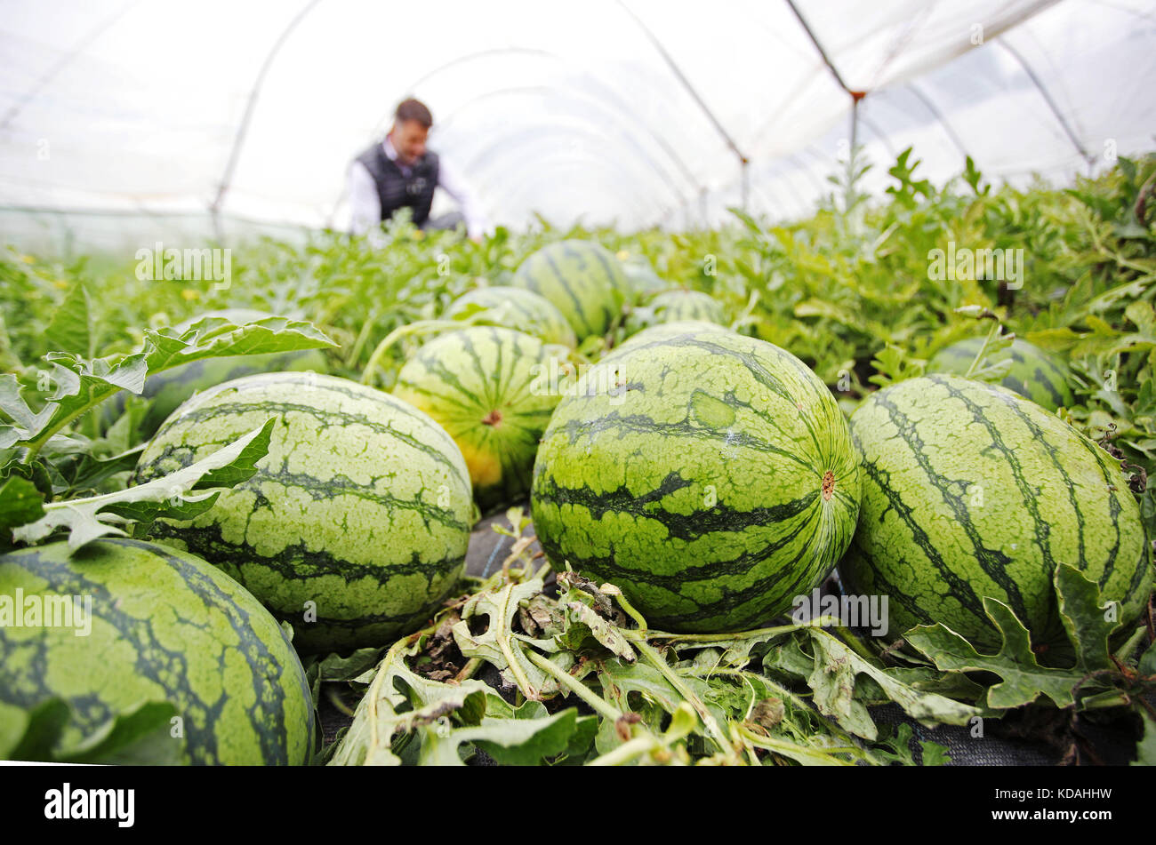 Normally grow hi-res stock photography and images - Alamy