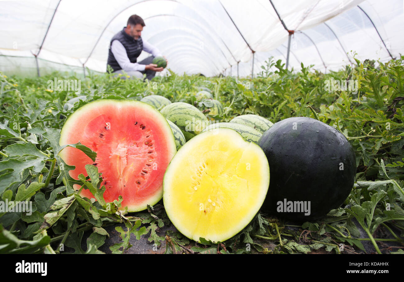 Asda has this summer grown 1,000 British watermelons - an exotic fruit ...