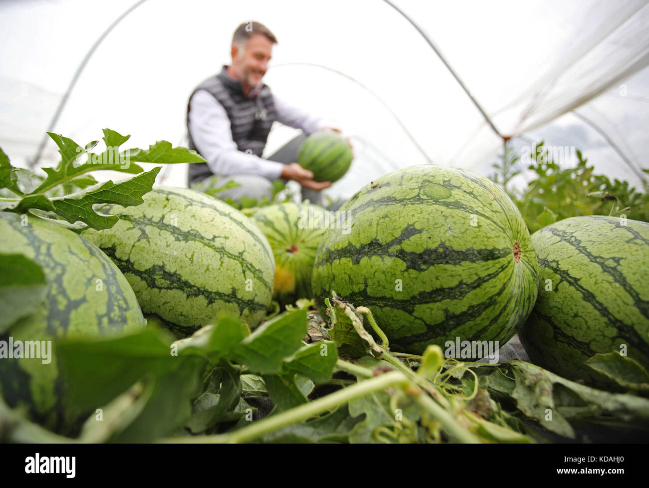 Asda has this summer grown 1,000 British watermelons - an exotic fruit ...