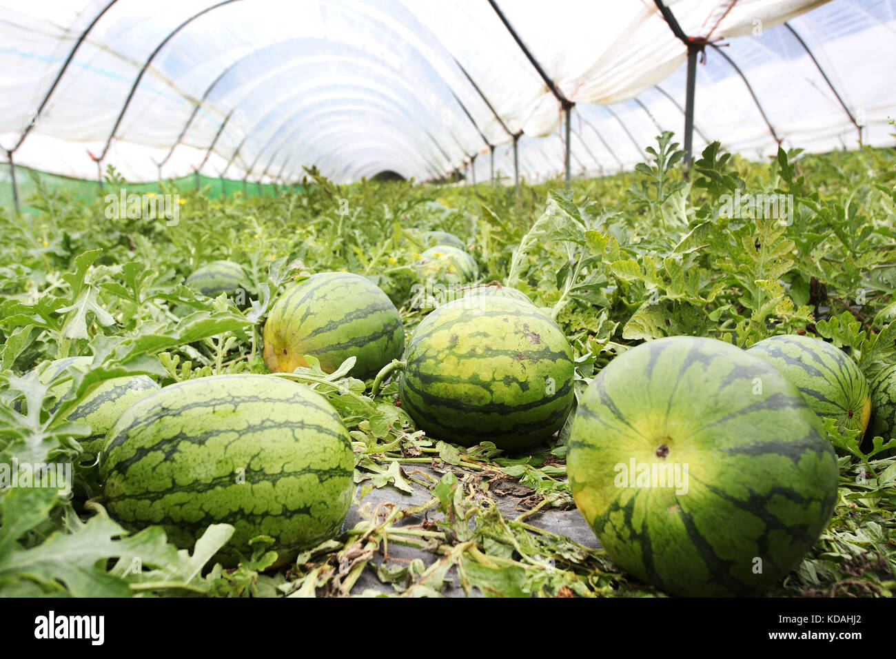 Asda has this summer grown 1,000 British watermelons - an exotic fruit ...