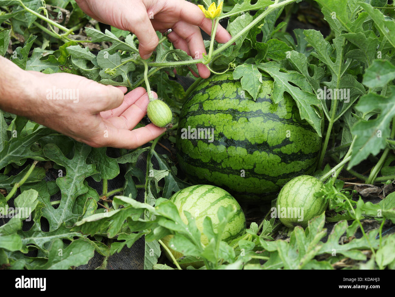 Asda has this summer grown 1,000 British watermelons - an exotic fruit ...