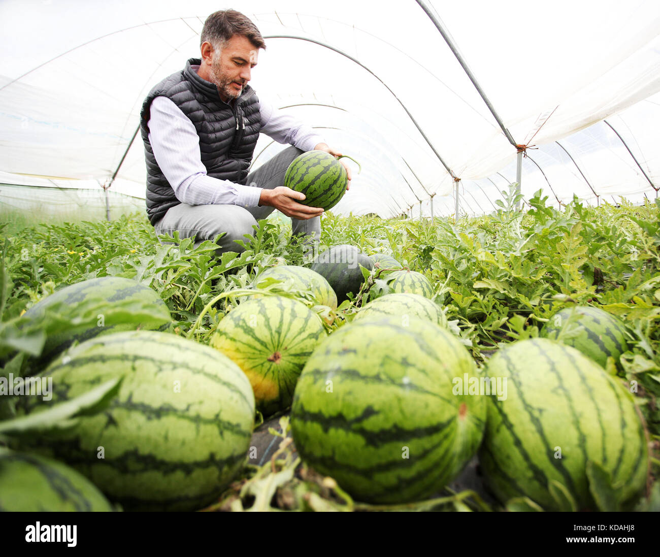 Asda has this summer grown 1,000 British watermelons - an exotic fruit ...