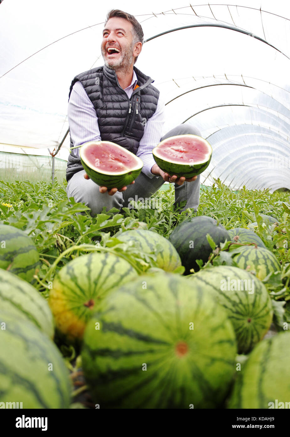 Asda has this summer grown 1,000 British watermelons - an exotic fruit ...