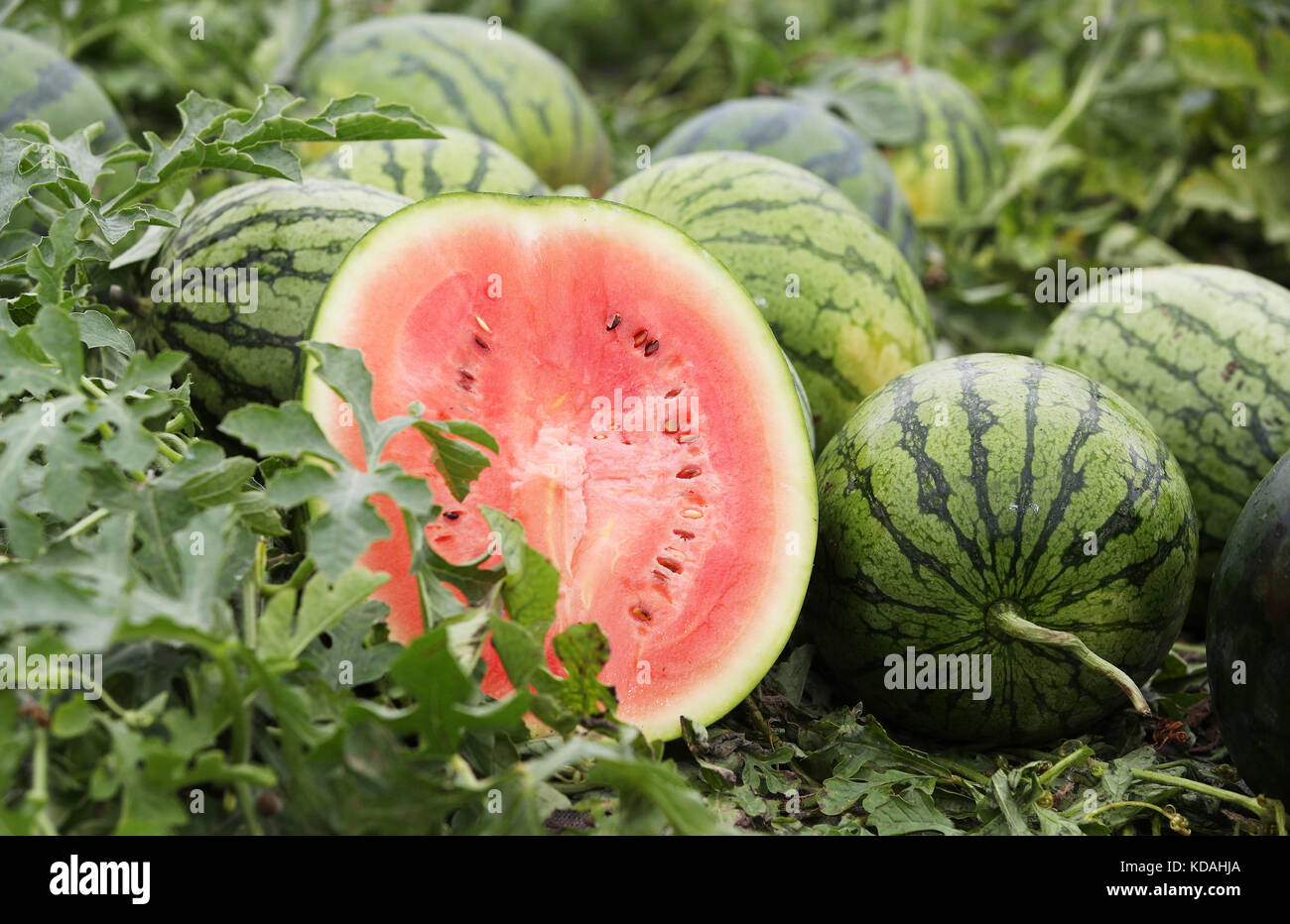 Asda has this summer grown 1,000 British watermelons - an exotic fruit ...