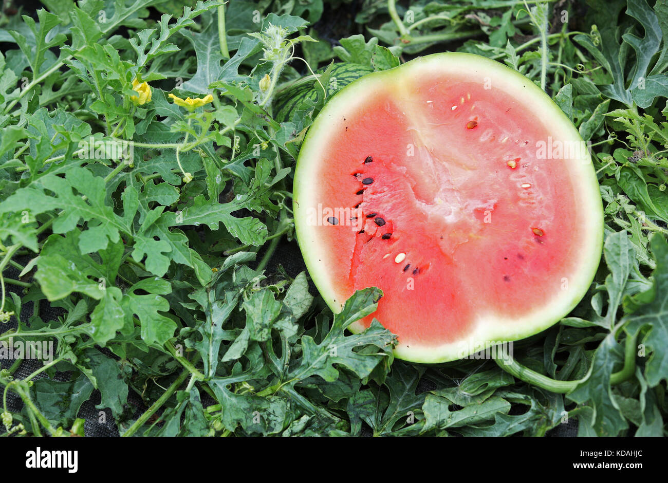 Asda has this summer grown 1,000 British watermelons - an exotic fruit ...