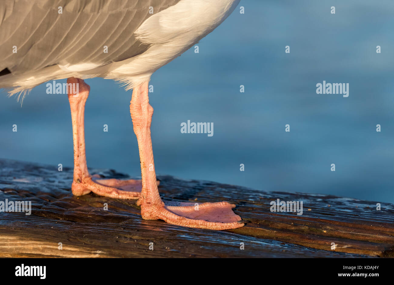 Close up of the western gull (Larus occidentalis) feet Stock Photo - Alamy