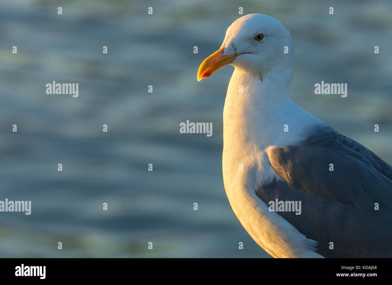 head portrait of a western gull (Larus occidentalis Stock Photo - Alamy