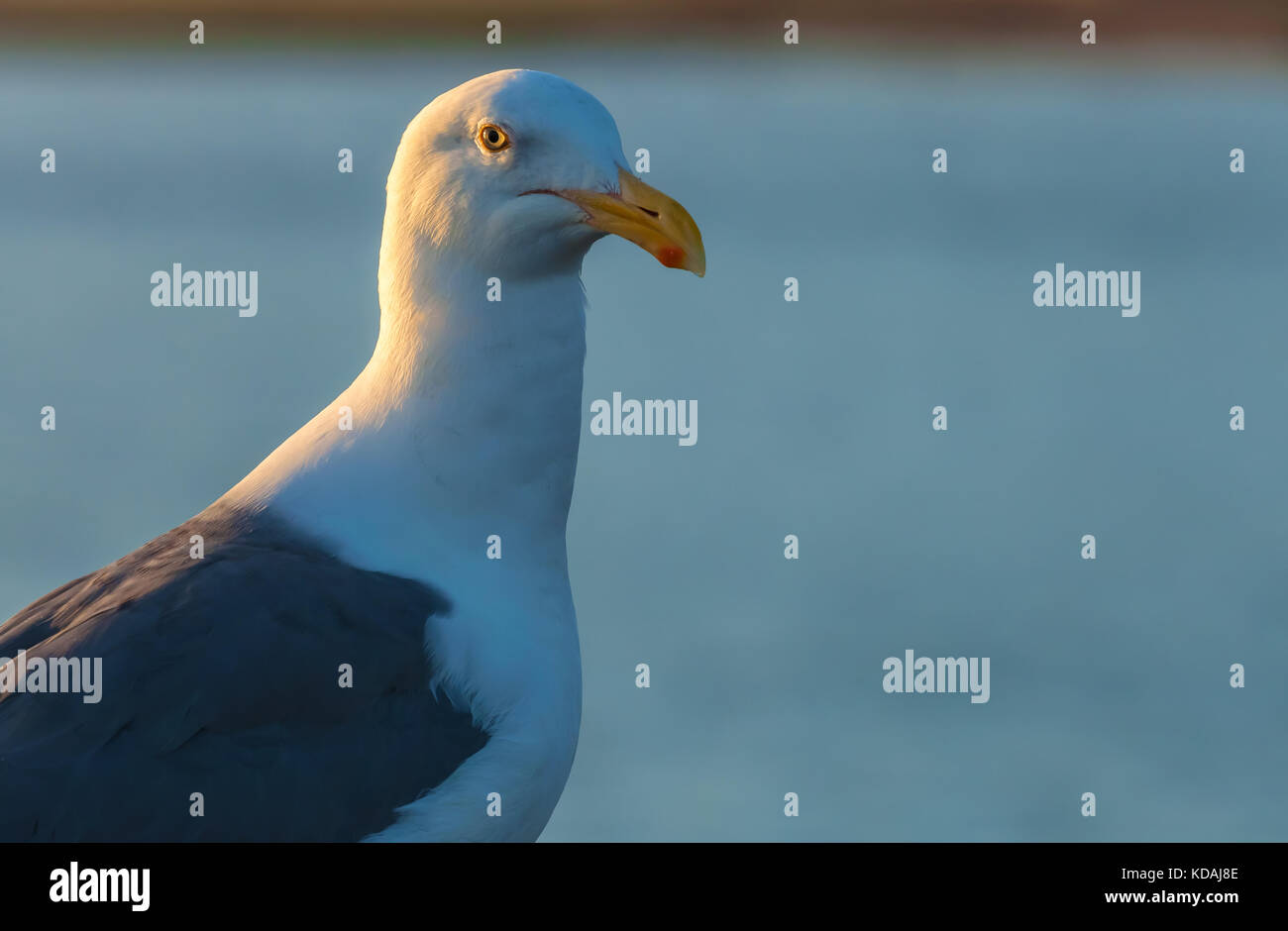 head portrait of a western gull (Larus occidentalis Stock Photo - Alamy