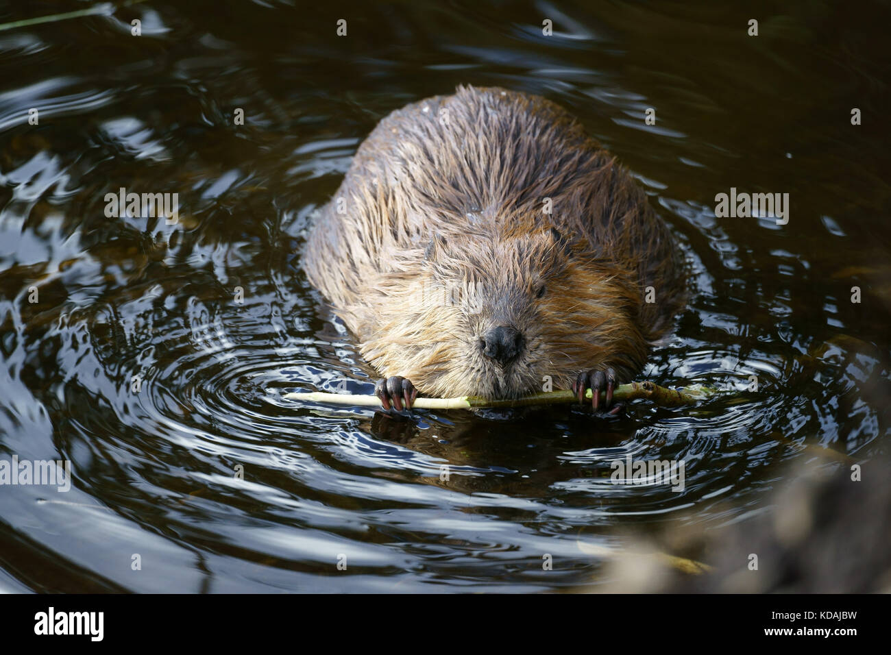 Beaver feeding animal hi-res stock photography and images - Alamy