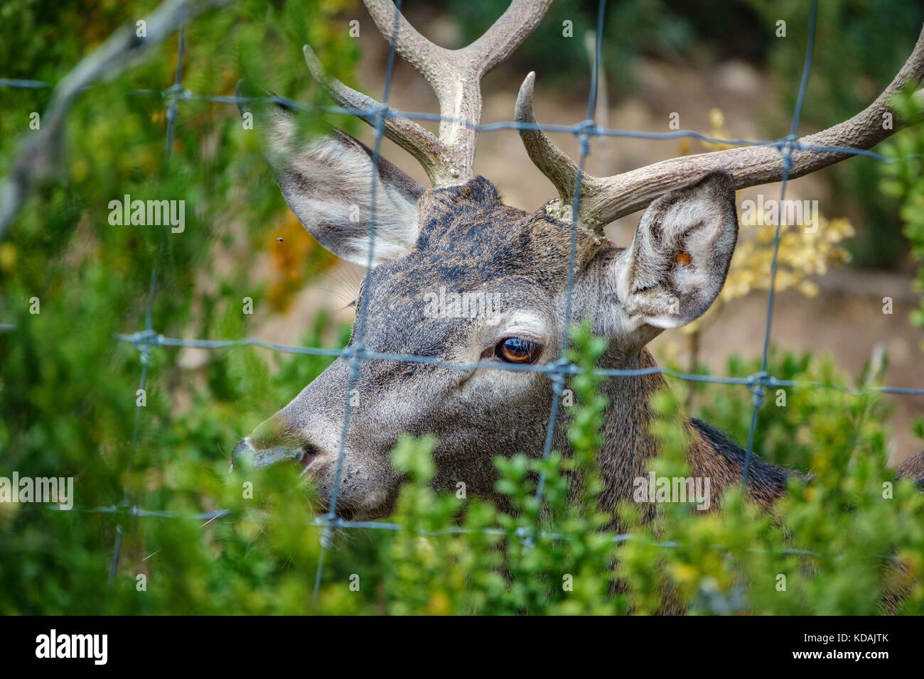 Male deer behind railings Stock Photo - Alamy