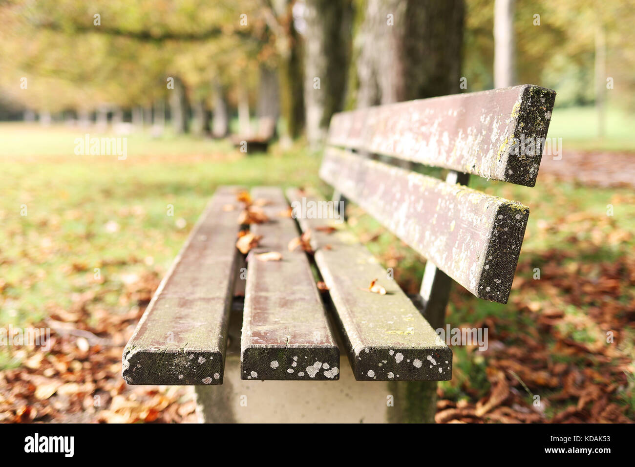 Empty bench in a park during an autumn sunrise Stock Photo - Alamy