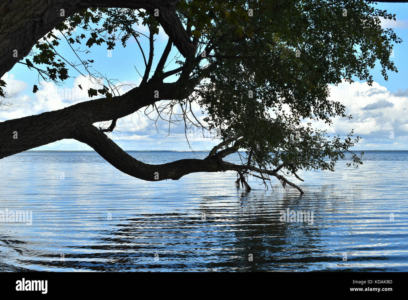 Tree on a seashore with lowered branches into water. Baltic sea coast ...