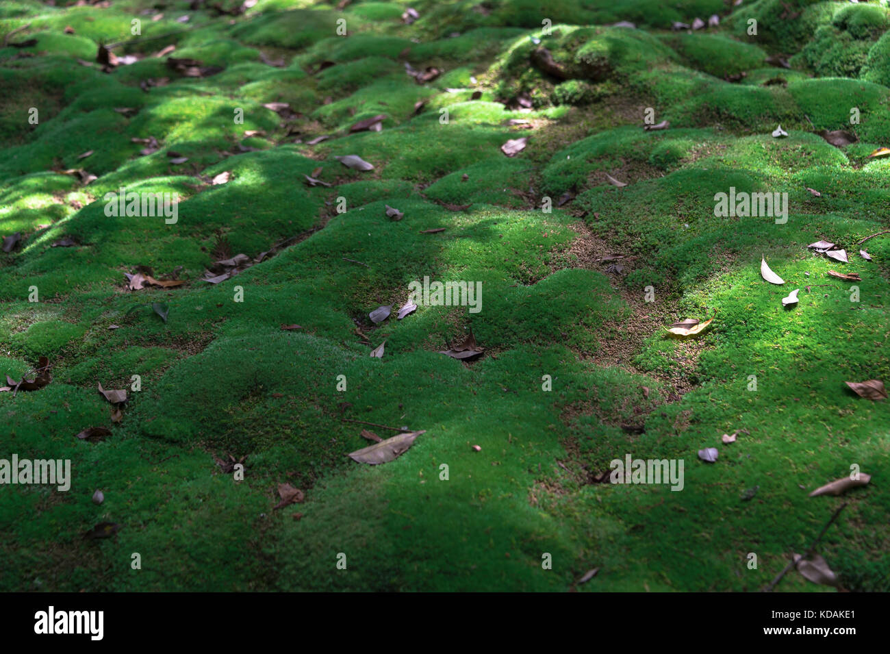 Moss temple hi-res stock photography and images - Alamy