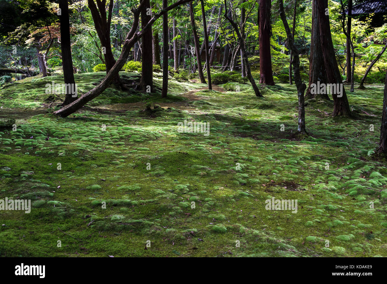 Moss temple hi-res stock photography and images - Alamy