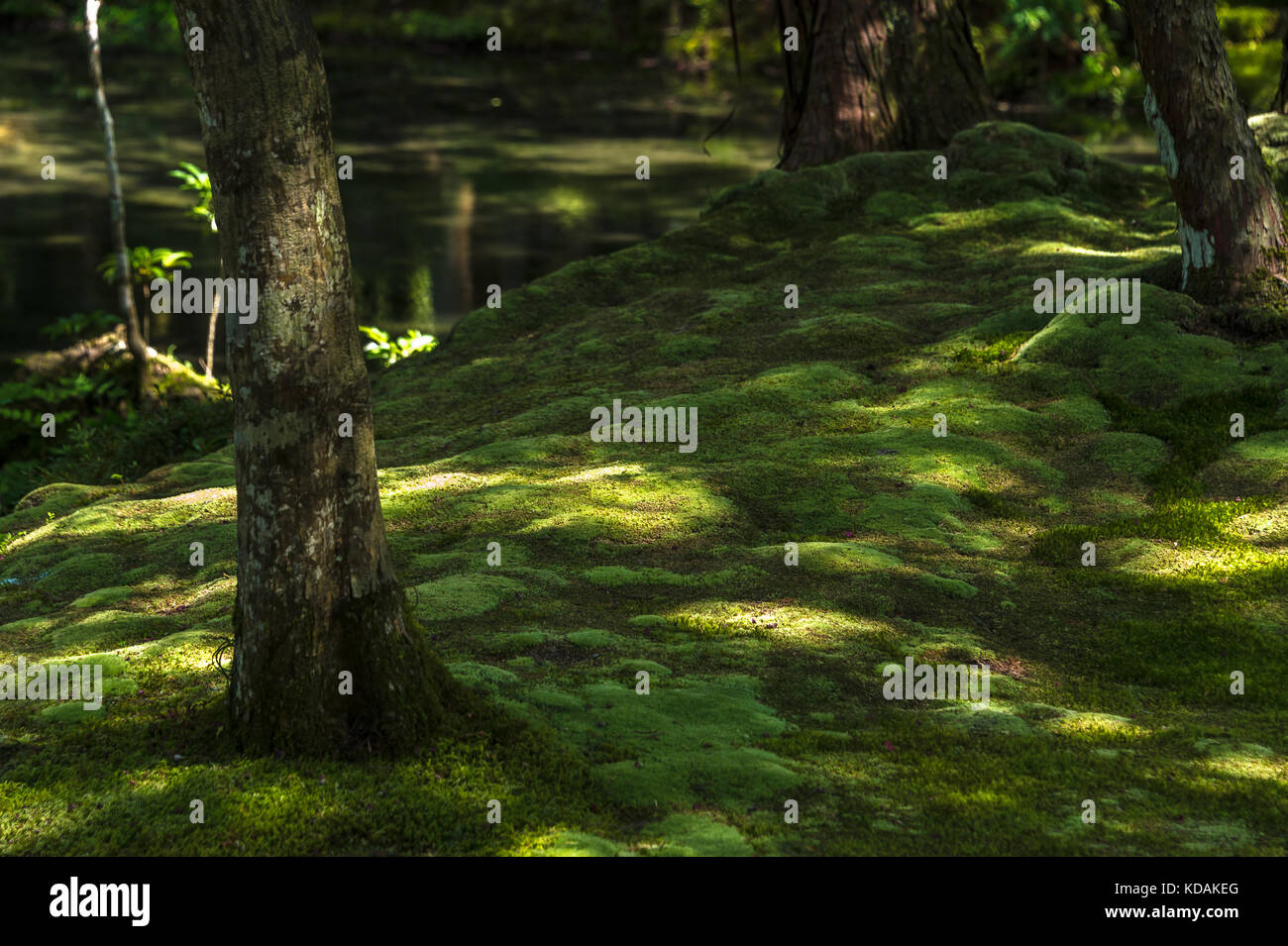 Moss temple hi-res stock photography and images - Alamy