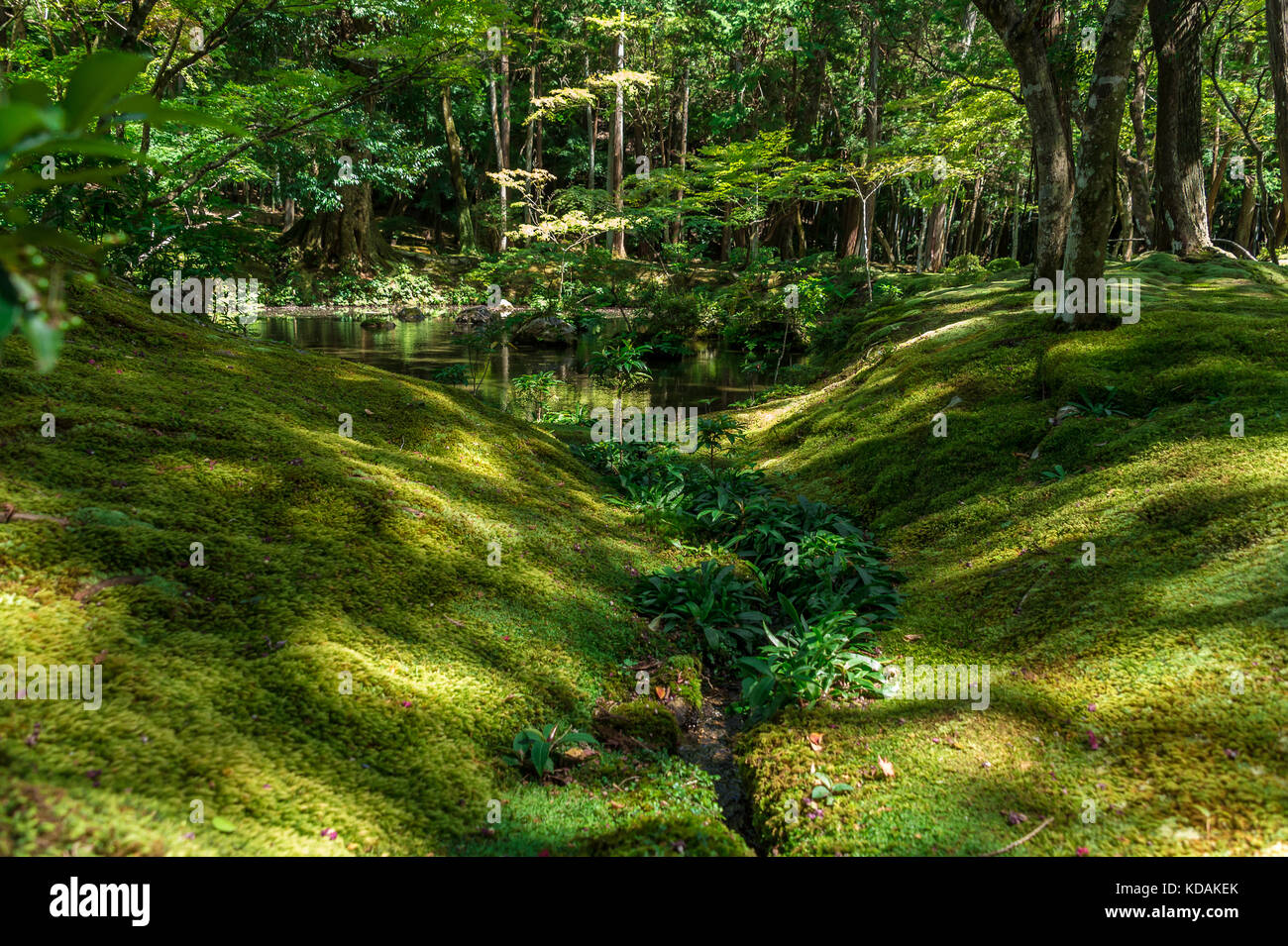 Moss temple hi-res stock photography and images - Alamy