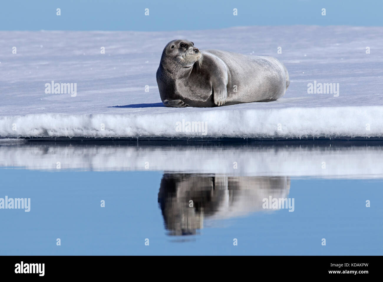 Arctic seal hi-res stock photography and images - Alamy
