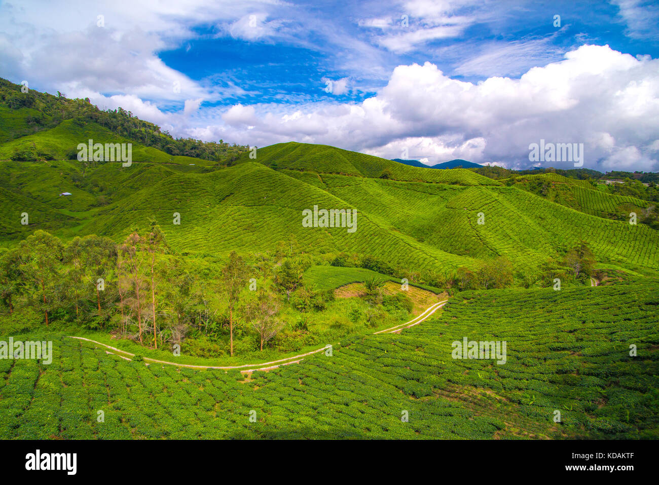 Cameron Highlands, Pahang, Malaysia Stock Photo - Alamy