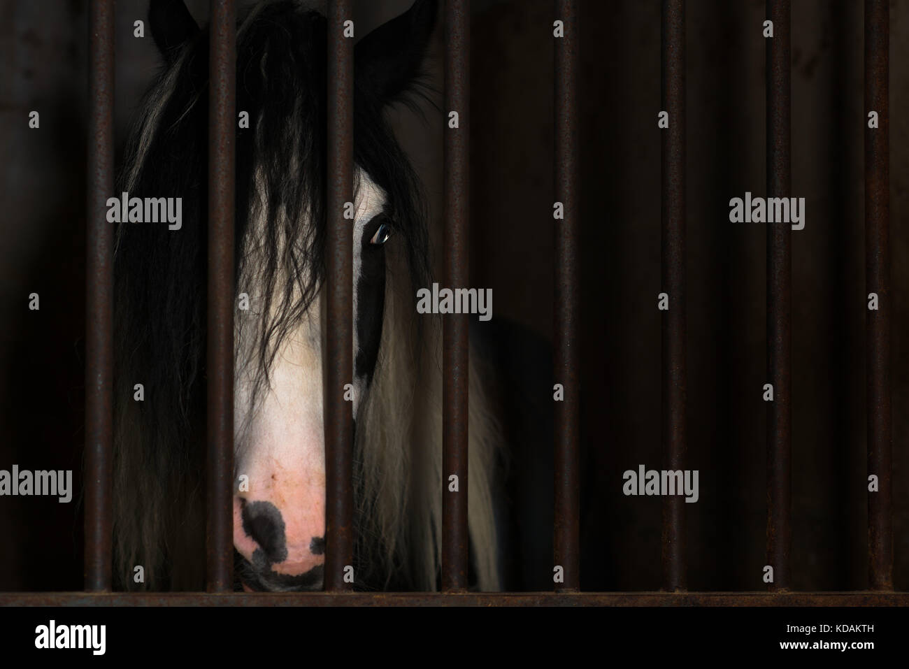 Horse in the cage of a stable Stock Photo - Alamy
