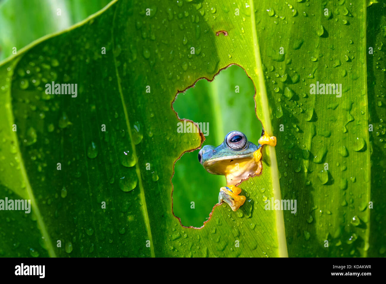 Tree frog looking through a hole in a leaf, West Java, Indonesia Stock ...