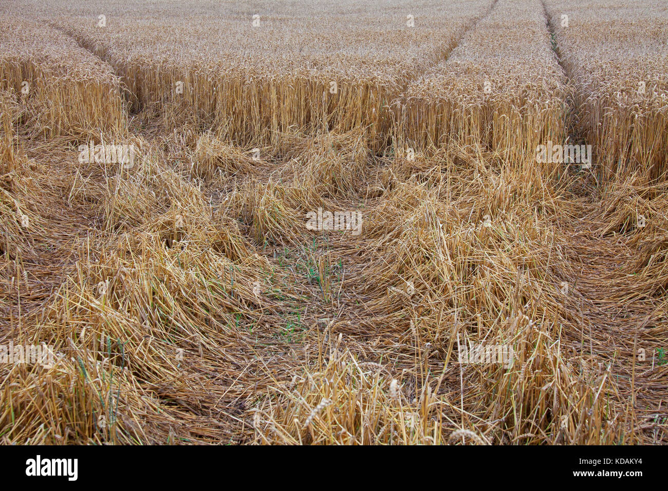 Damage in wheat field / cornfield / cereal field done by feeding wild ...