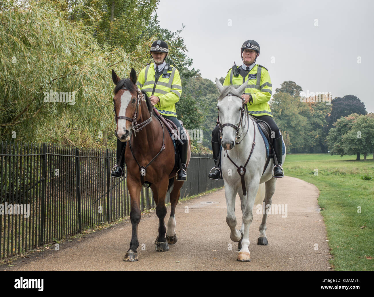 Two middle aged male police officers calmly riding on horseback, on ...